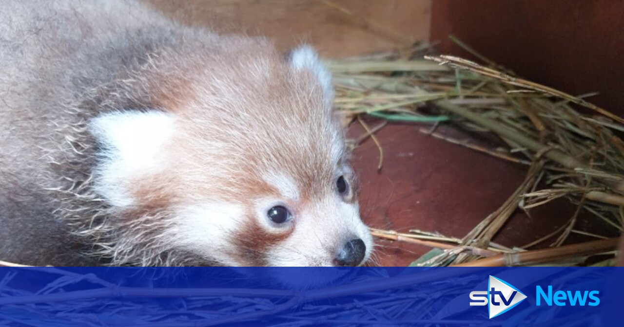 Red panda kit captured on camera at Edinburgh Zoo | STV News