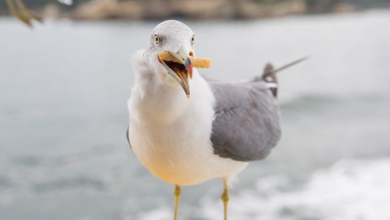 Calls for action against seagulls after woman breaks leg in bird attack ...