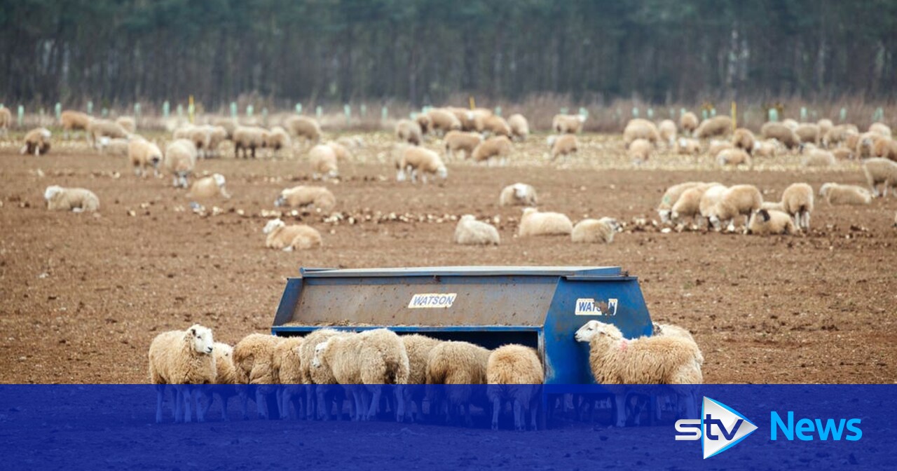 Scottish Government launches loan scheme for farmers and crofters | STV ...