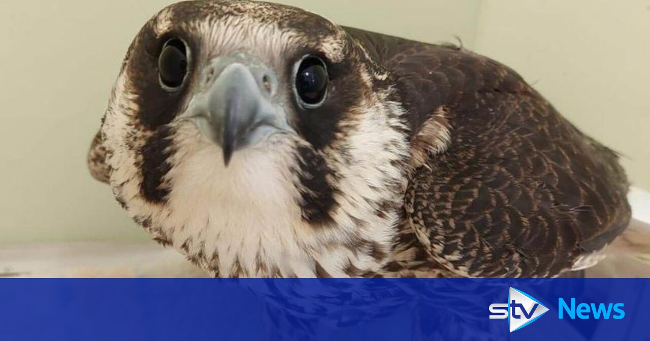 Injured peregrine falcon unable to fly after being found shot | STV News