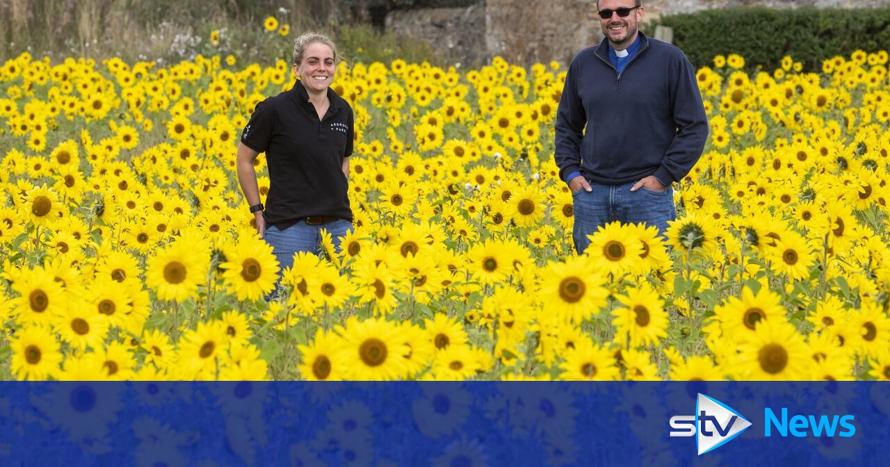 More than 100,000 sunflowers planted to give people 'Hope' | STV News