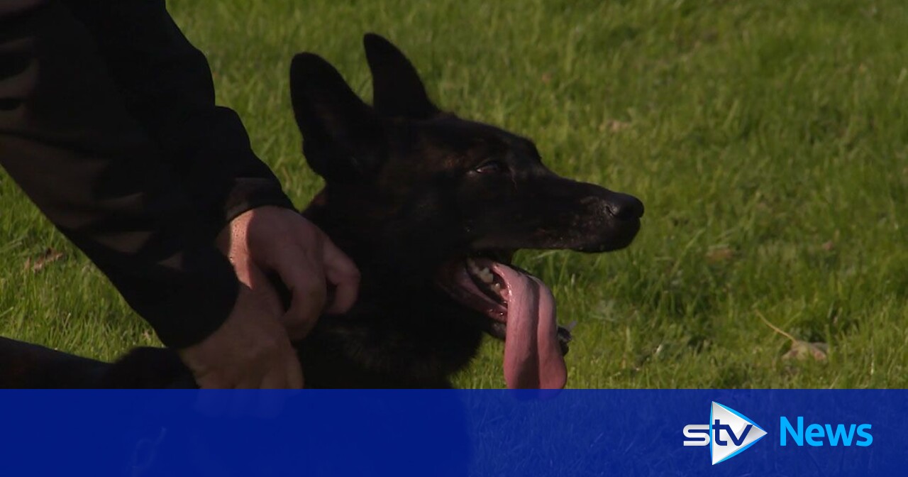 Hundreds of police dogs in training ahead of COP26 climate summit | STV ...