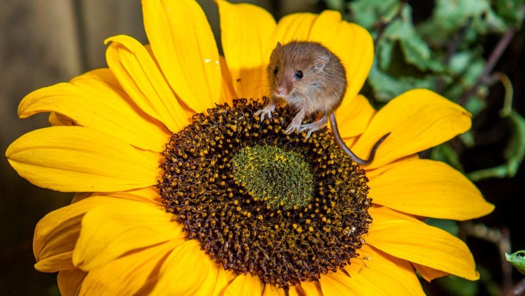 Tiny rare harvest mouse pictured perched on sunflowers | STV News
