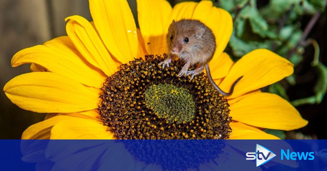 Tiny rare harvest mouse pictured perched on sunflowers | STV News