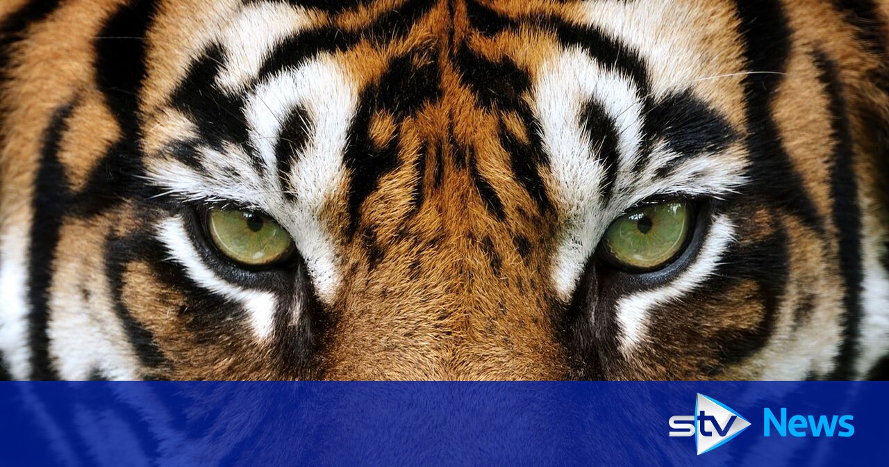 Tiger King star Carole Baskin's missing husband 'alive and well' | STV News
