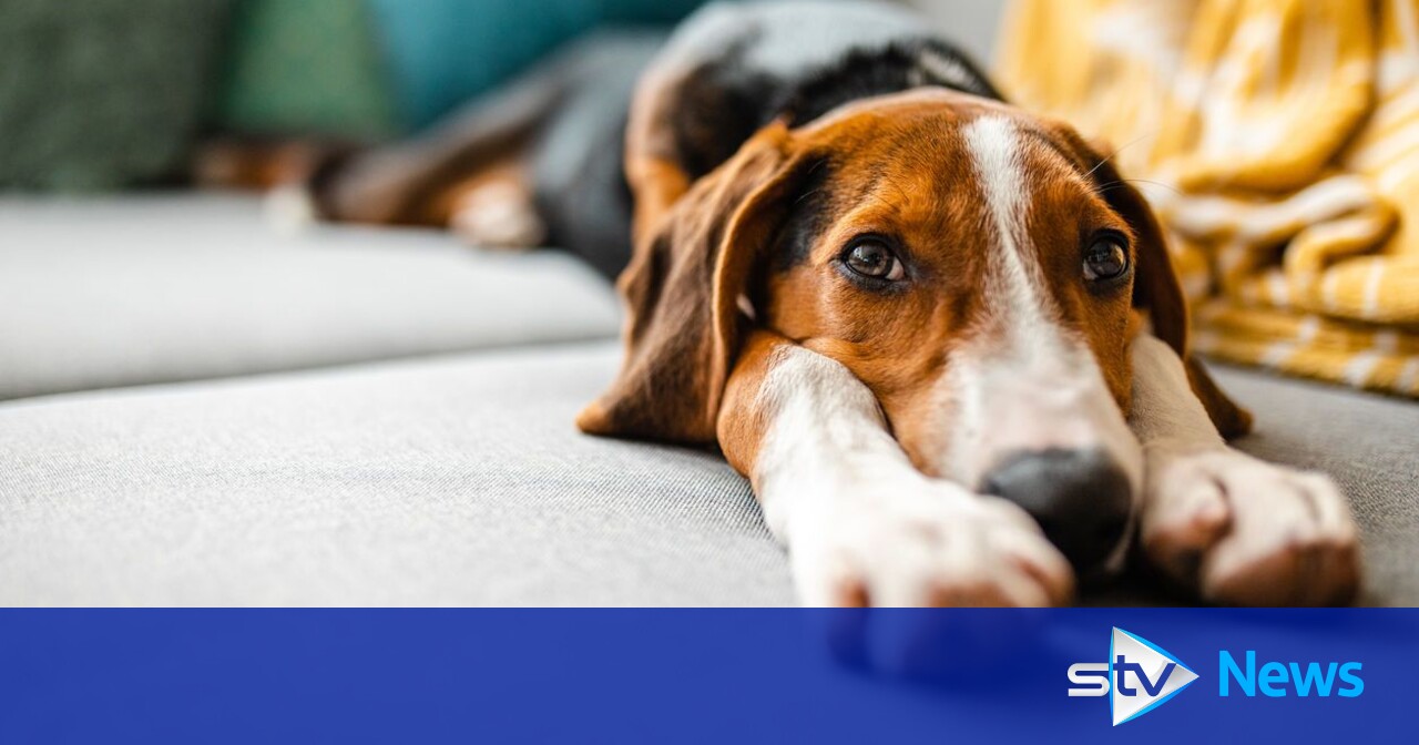 Dogs Trust issues appeal for foster carers in Scotland to help dog owners fleeing domestic abuse ...