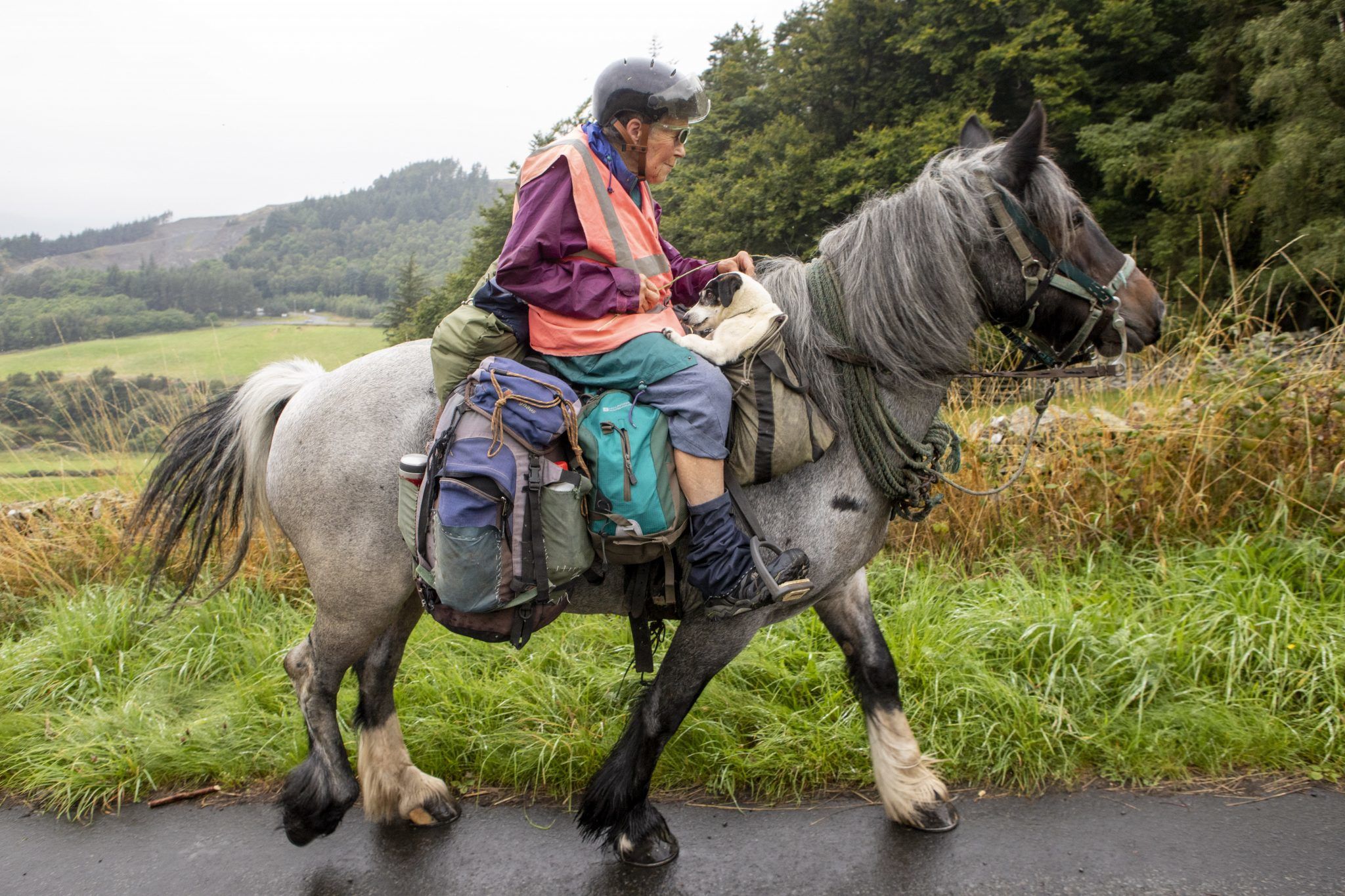 Pensioner sets off on 600-mile pony trek with pet dog in saddlebag ...