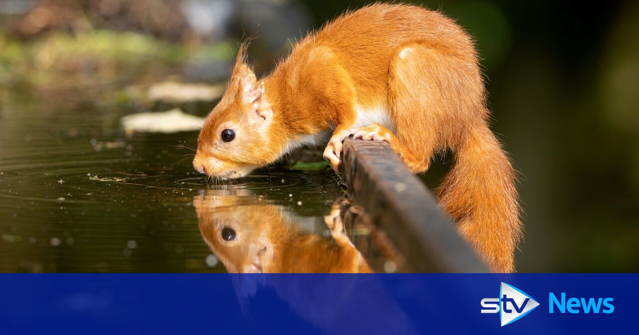 Snapper captures red squirrel enjoying quiet moment of reflection | STV ...