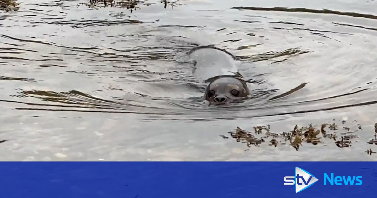 Seal pups take first dip after being released back into the wild | STV News
