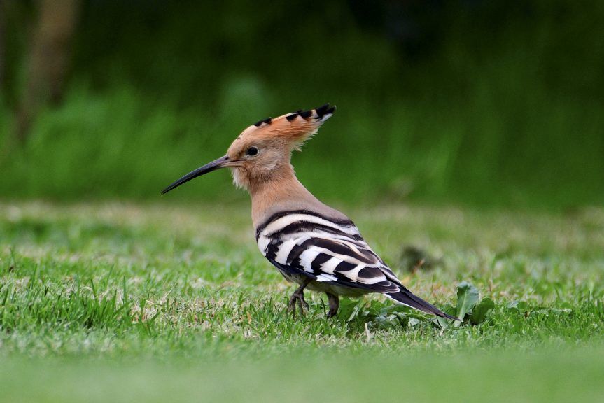 Rare mohican feathered hoopoe bird spotted on Shetland | STV News
