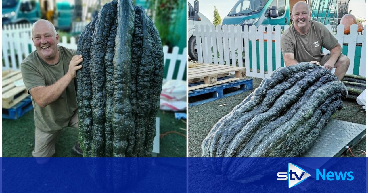 Gardener smashes record by growing world's largest marrow | STV News
