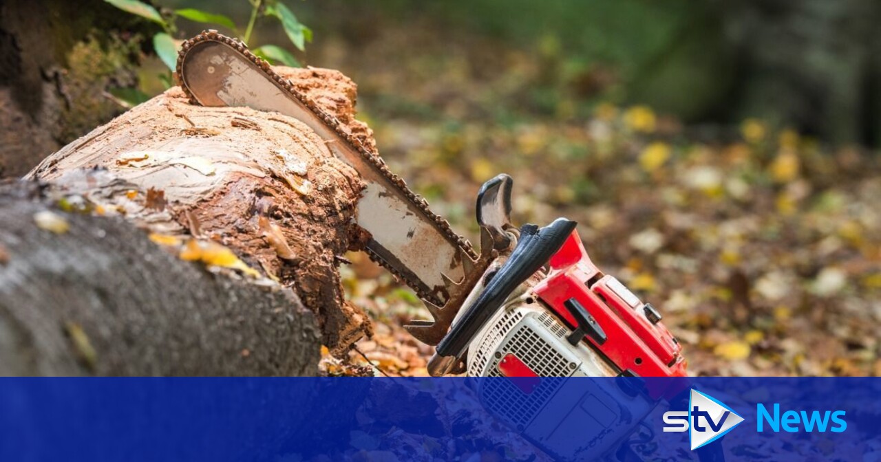 Expert says centuries-old tree must be axed due to 'dangerous' fungus ...