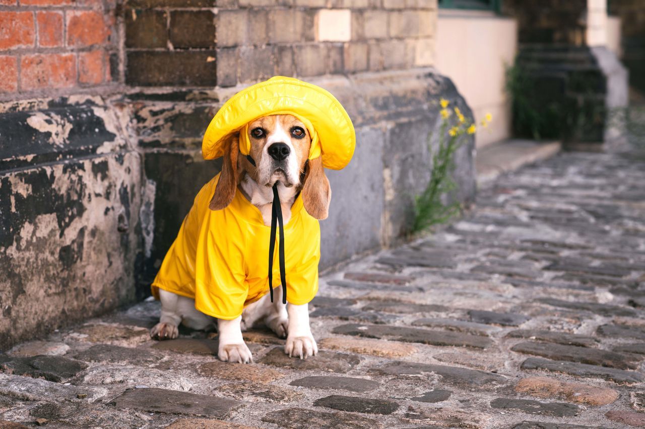 Wallace & Gromit inspired clothing range for dogs unveiled | STV News