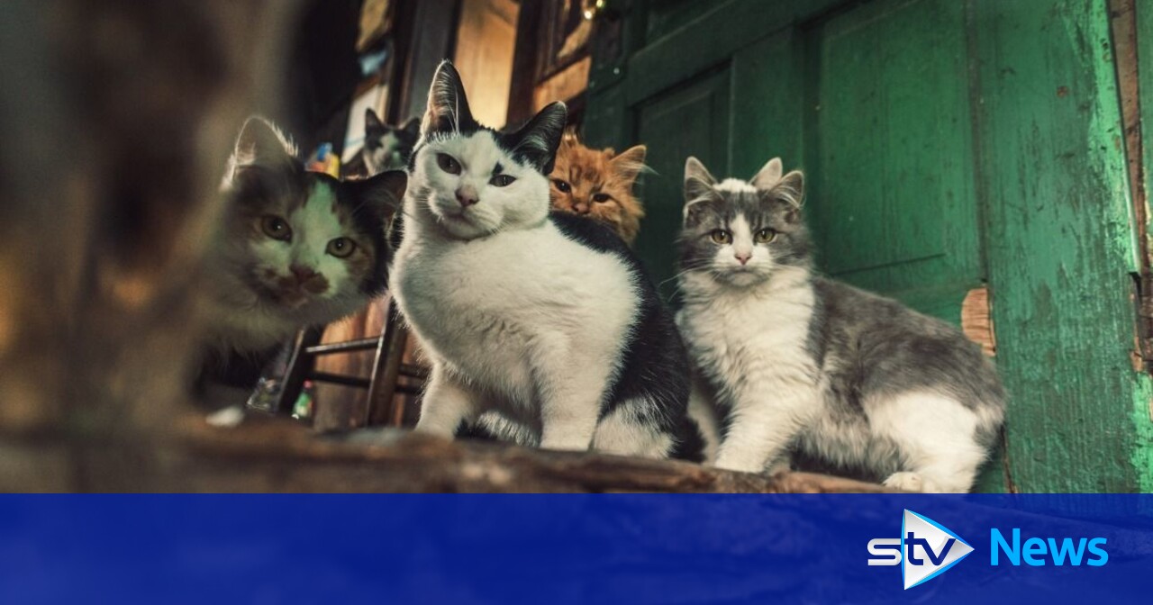 Longcroft cat hotel in Moray granted planning permission | STV News
