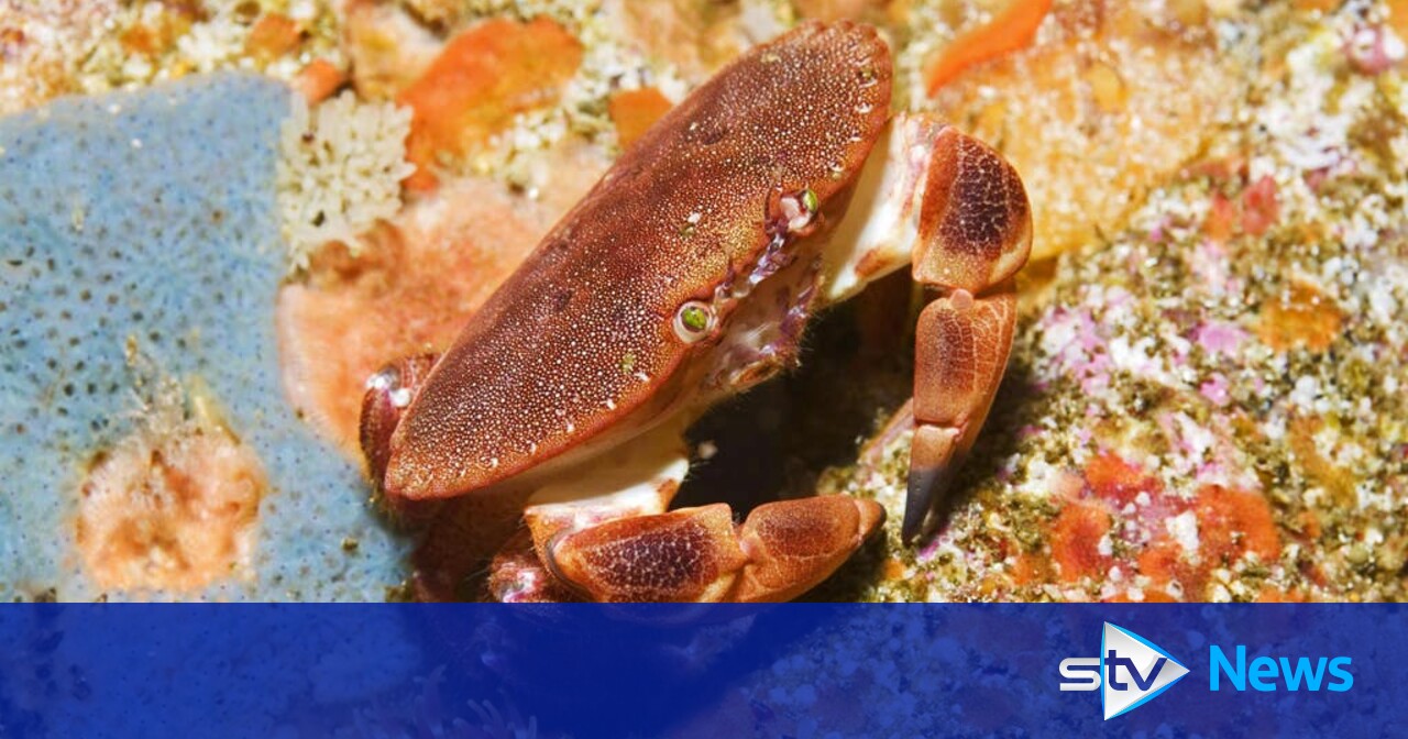 Underwater cables for renewables have magnetic pull on brown crabs ...