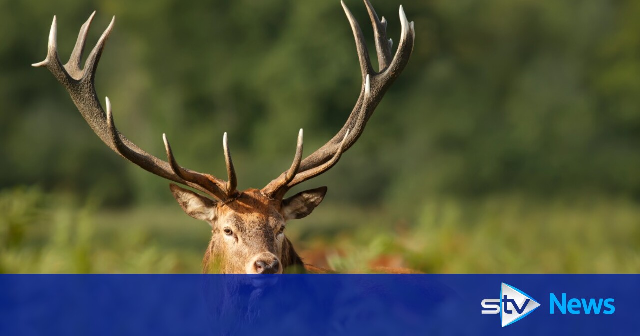 South Uist: Islanders vote against mass culling of all red deer on ...