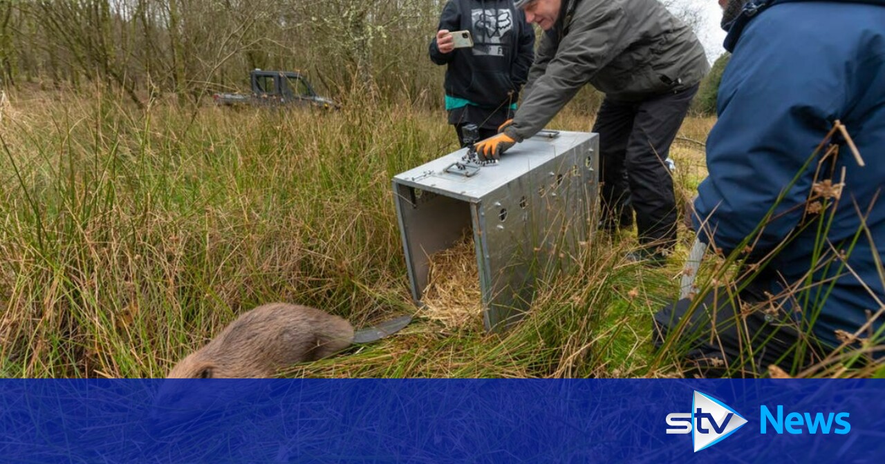 Beaver family saved from culling in ‘ground-breaking’ move to farm ...