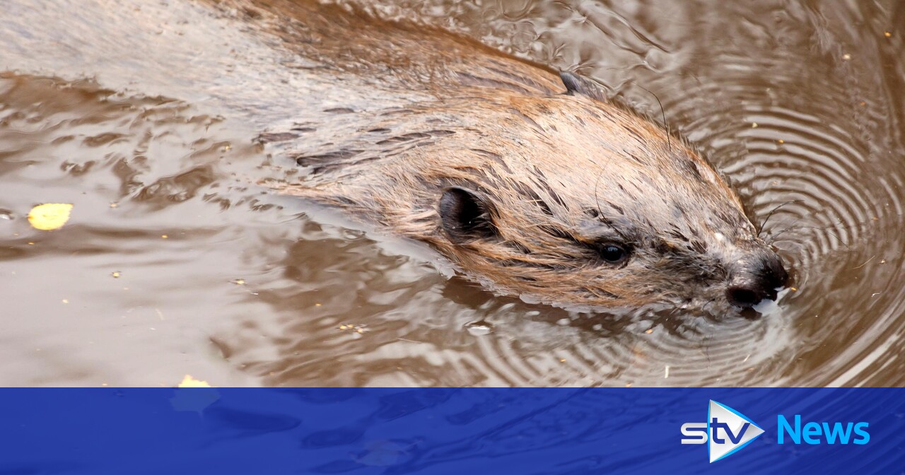 Second site identified for release of beavers in Scotland | STV News