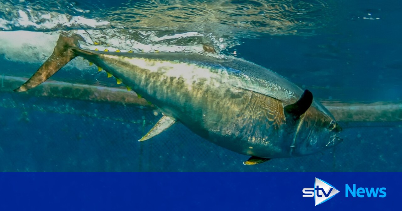 Rare bluefin tuna washes up near loch 'due to global warming' | STV News