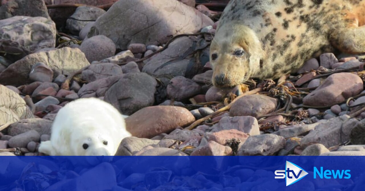 Hundreds of seal pups killed at nature reserve in Storm Arwen | STV News