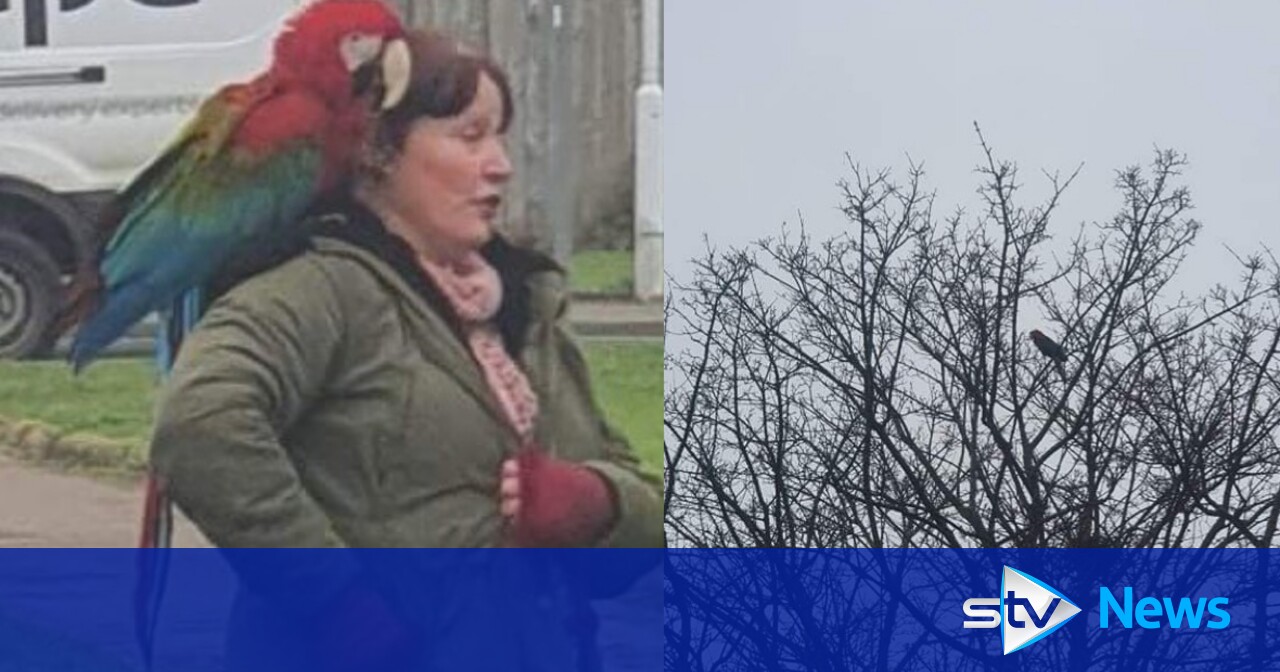 Parrot owner uses cherry picker to rescue escaped pet from tree | STV News