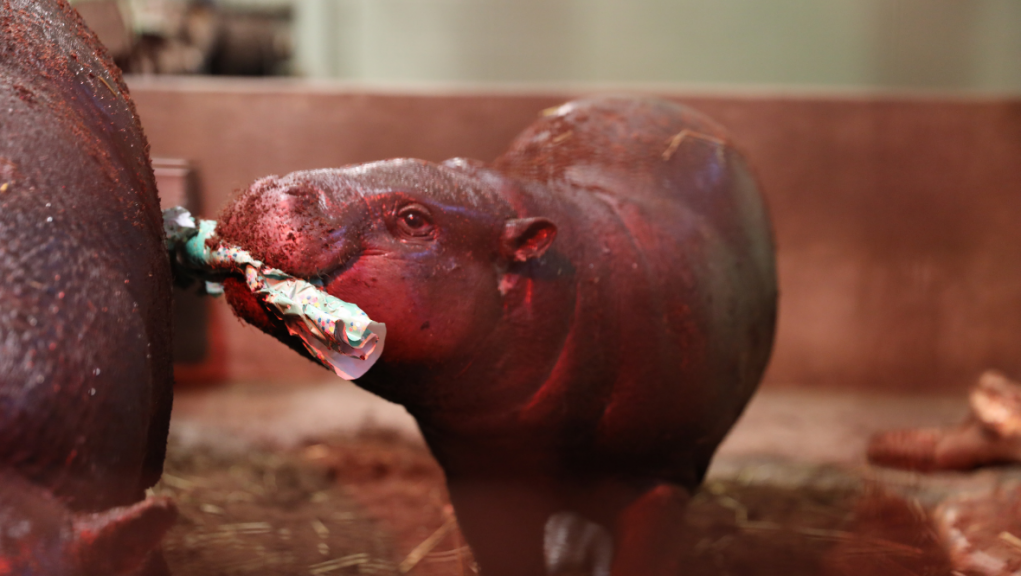 Adorable pygmy hippo snapped with Christmas cracker at Edinburgh Zoo ...