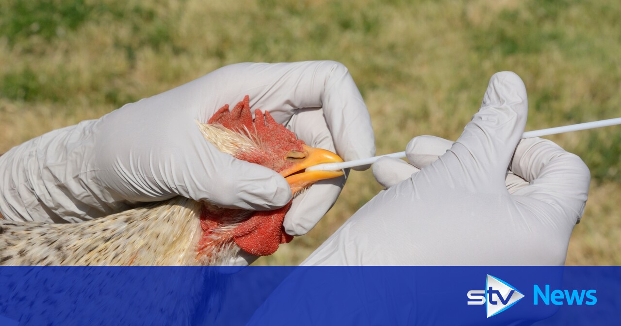 Scotland-wide bird flu 'prevention zone' amid UK's worst-ever outbreak ...
