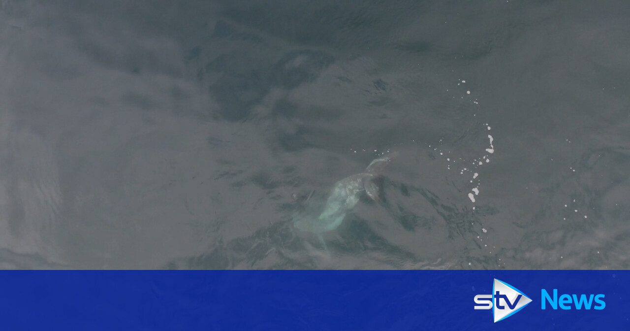 Dolphin surprises wildlife experts with underwater ‘headstand’ | STV News