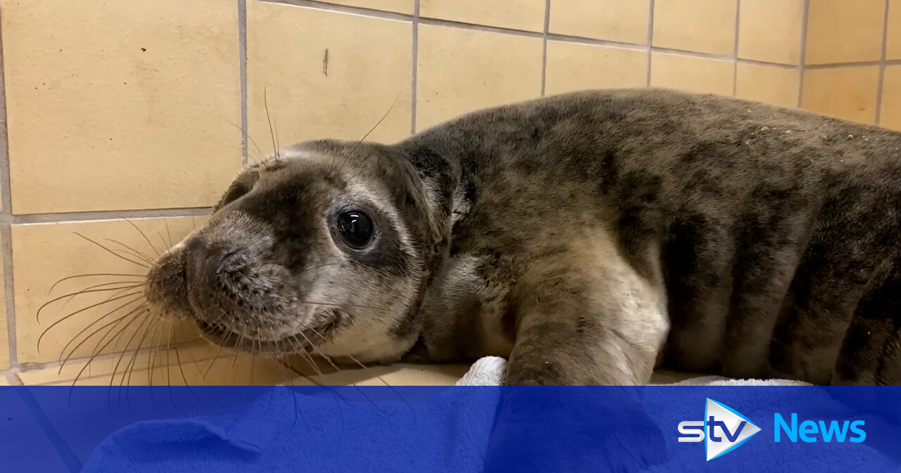 Sanctuary rescues first seal of the year after ill pup found near pier ...
