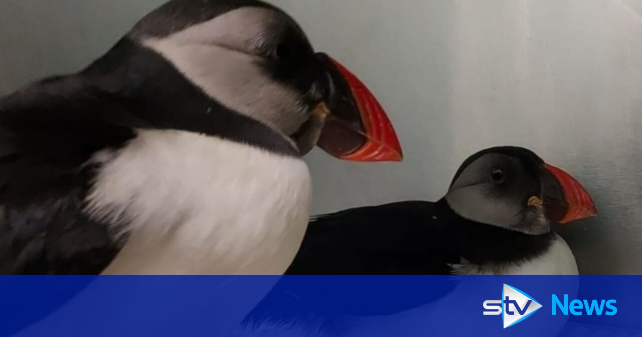 Pair of rescued puffins released back into the wild after treatment ...