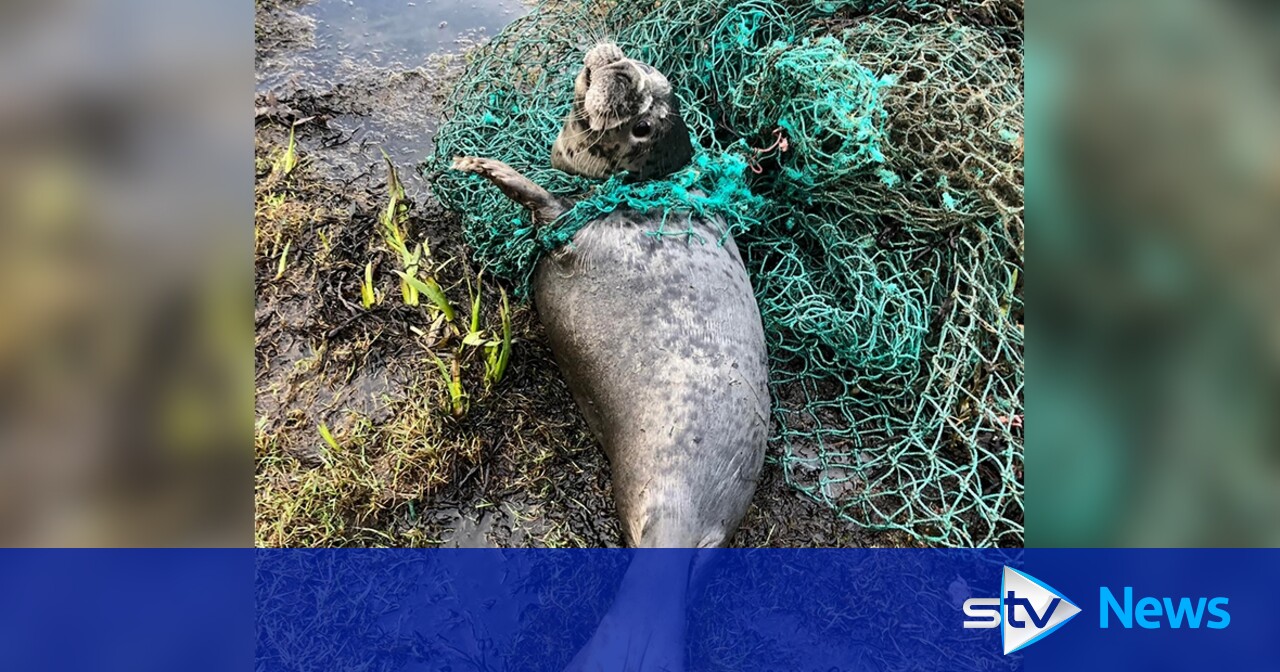 Seal cut free from 'floating death trap' of discarded fishing net | STV ...