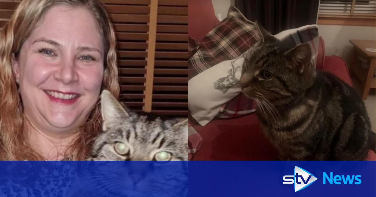 Pet cat reunited with owner 11 years after going missing | STV News