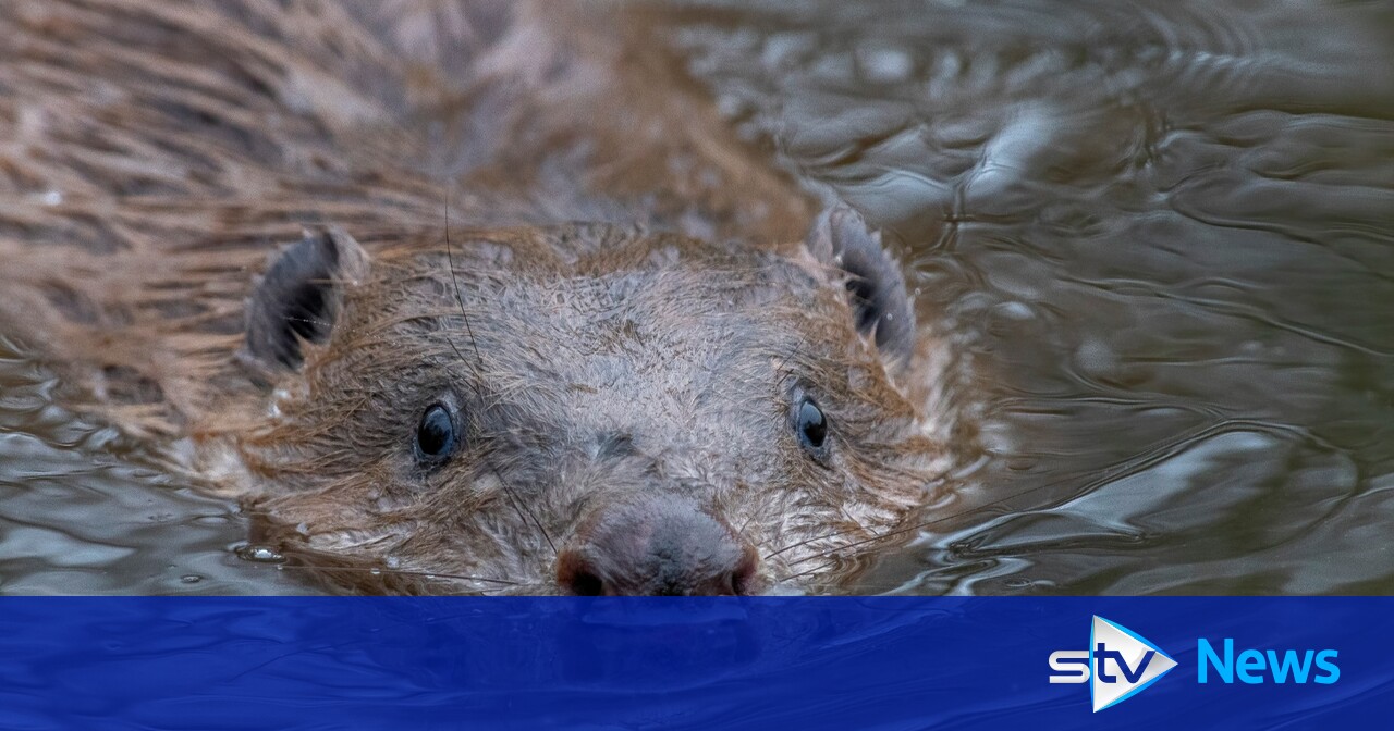 Second family of beavers moved to farm in bid to boost biodiversity ...