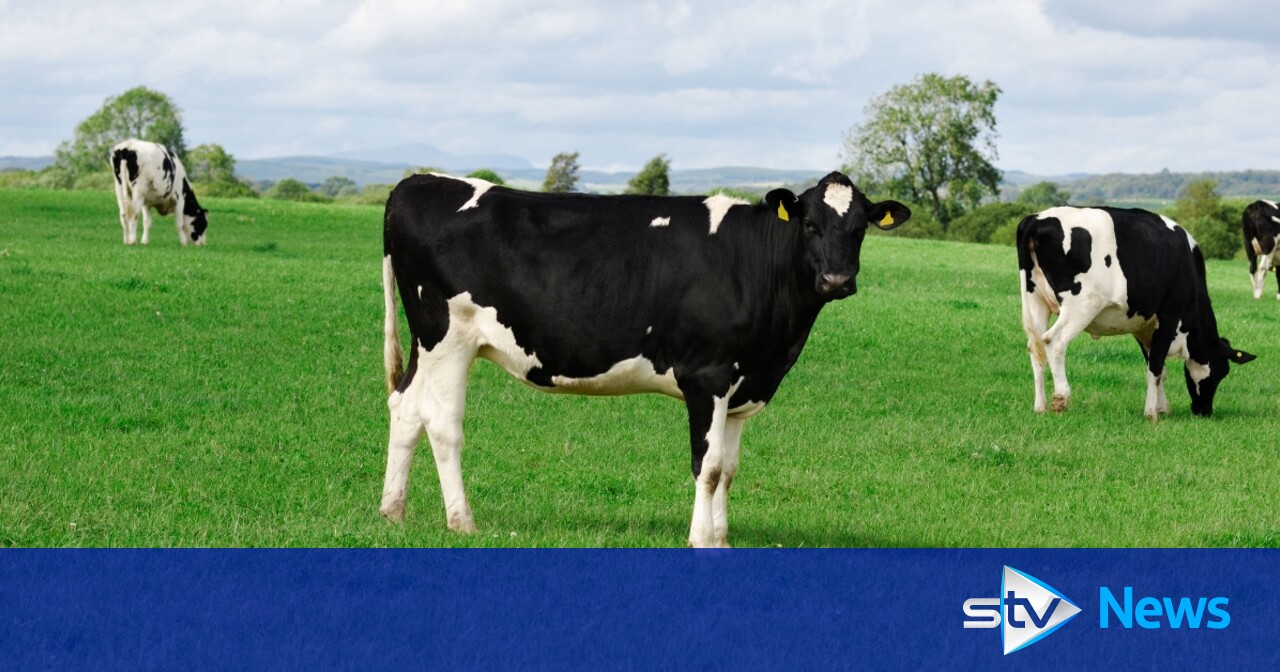 What is feed additive Bovaer and why has it sparked controversy? | STV News