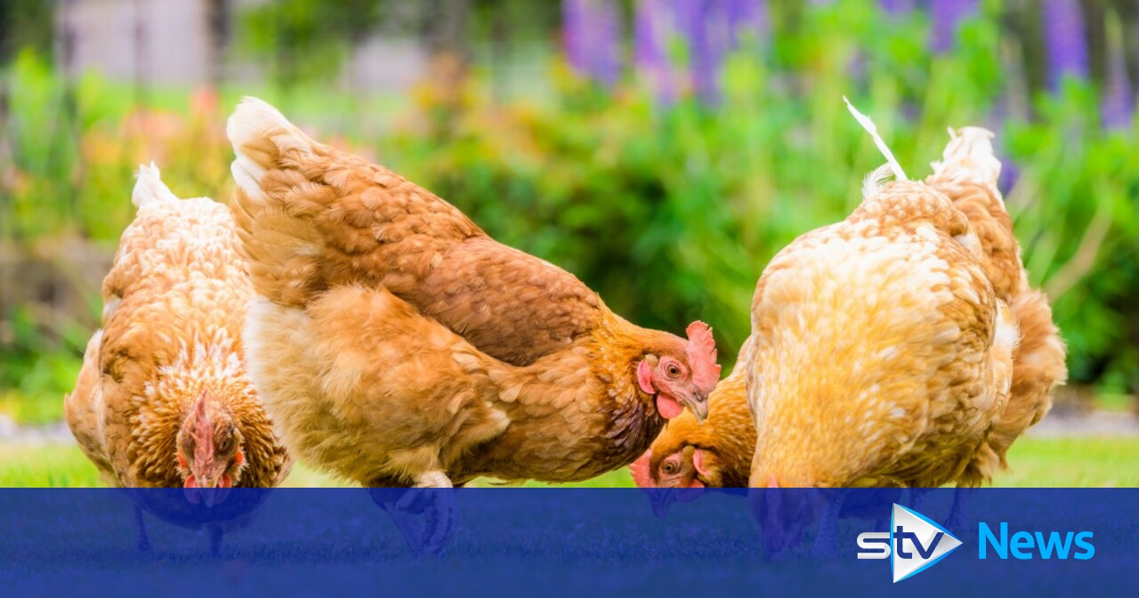 Bird flu outbreaks at Hessilhead Wildlife Rescue Centre near Beith and ...
