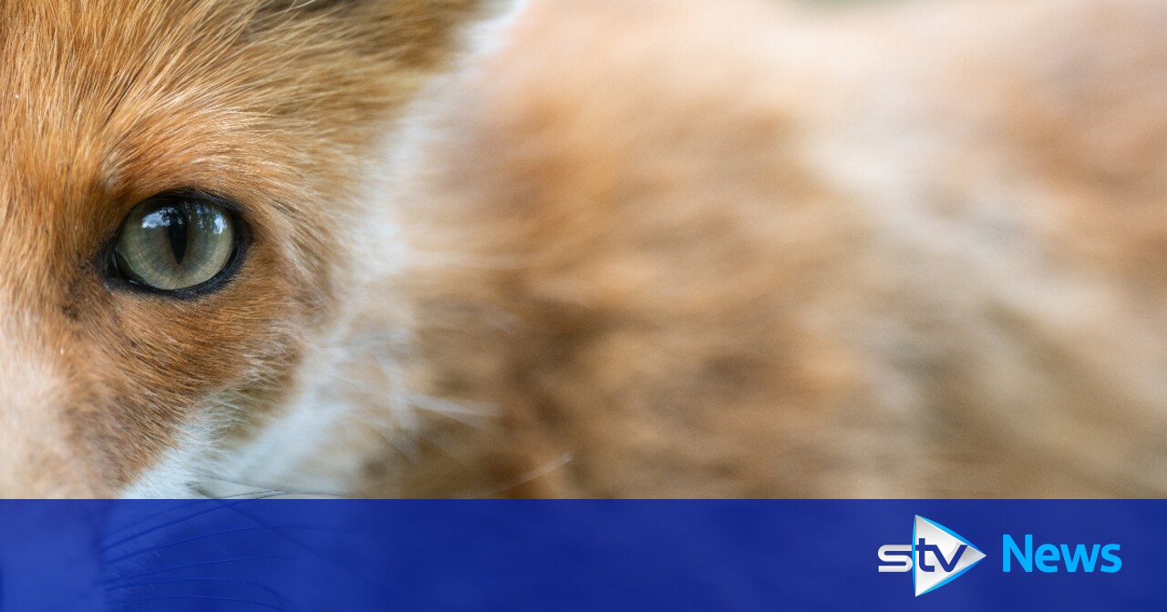 Man charged in connection with Kelso fox hunting report | STV News