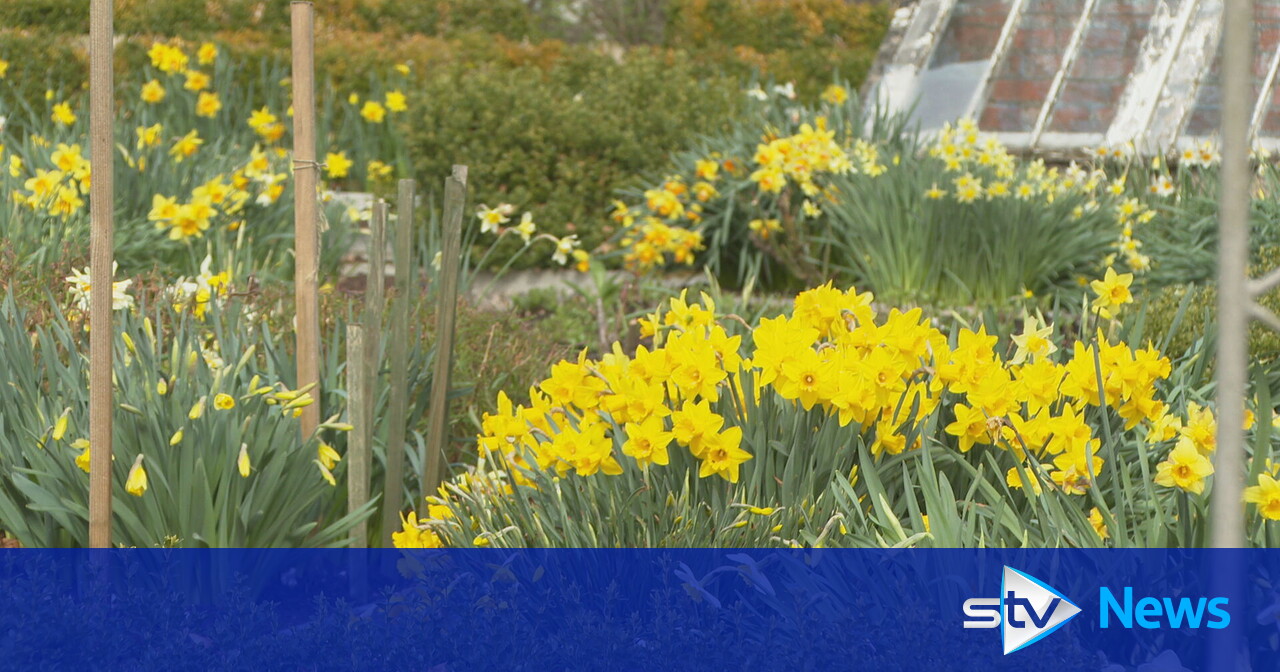 Daffodil derived compound being used in long Covid studies | STV News