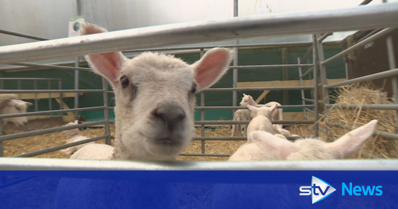 Dog attack leaves 16 lambs dead and four others injured at Blairadam ...