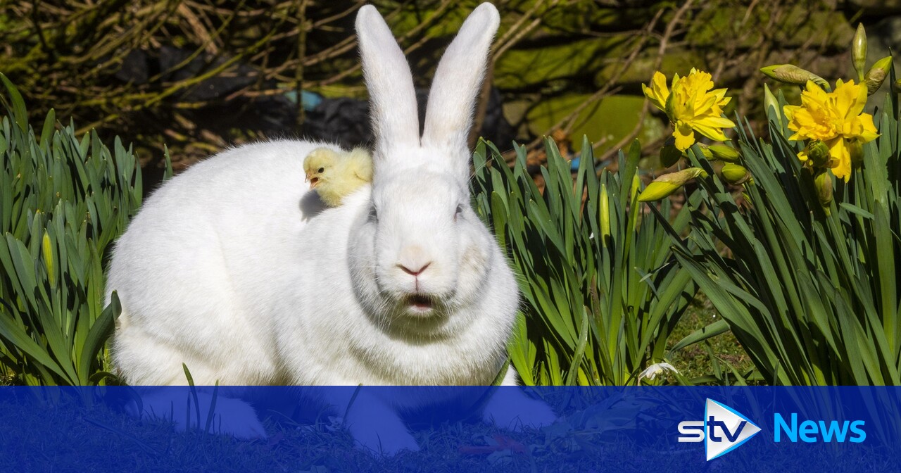 Giant albino rabbit makes unlikely friends with tiny chick for Easter ...