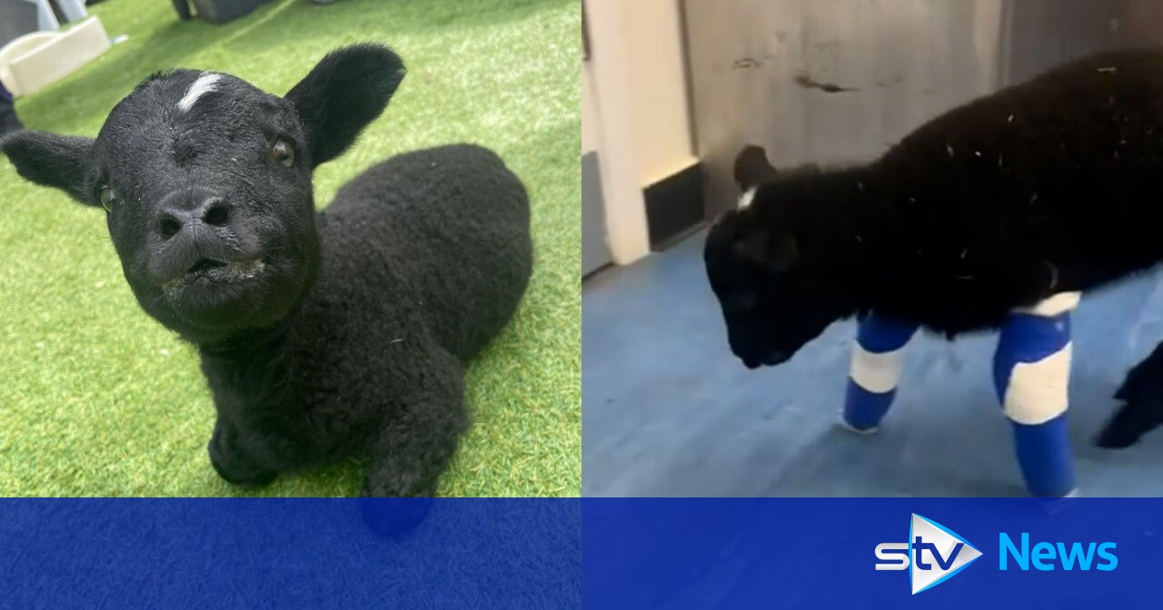 Little lamb born with deformed front legs dies at wildlife sanctuary ...
