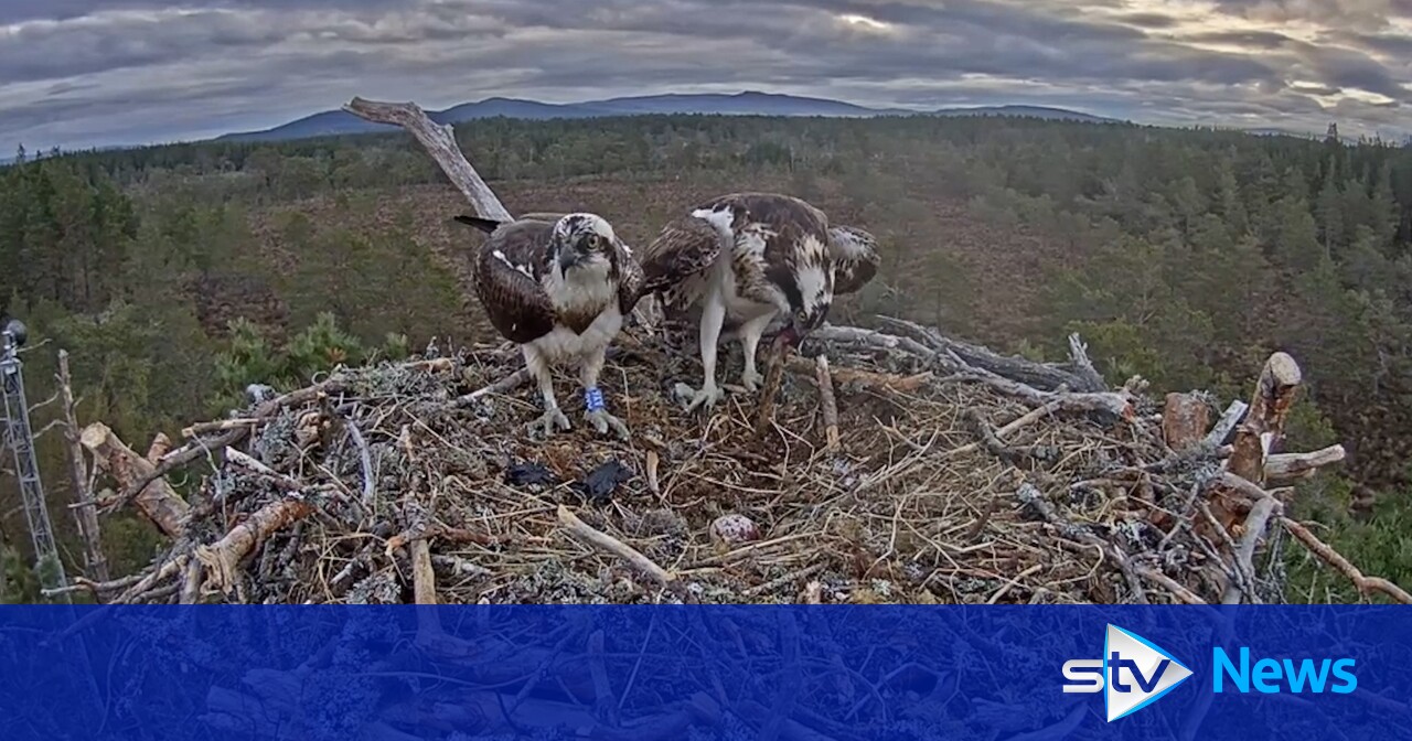 Osprey lays egg at RSPB's Abernethy reserve for the first time in four ...