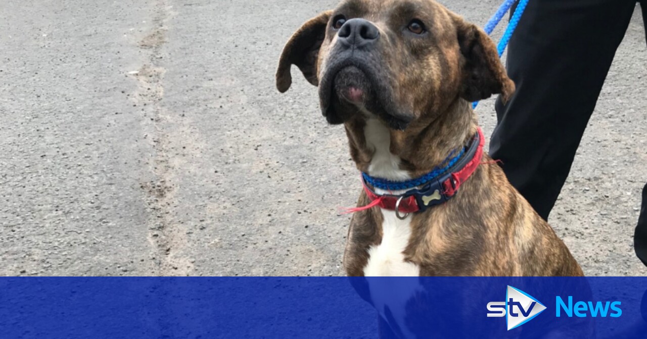 Cumbernauld owner of neglected dog with 'worst ear infection vet had ...
