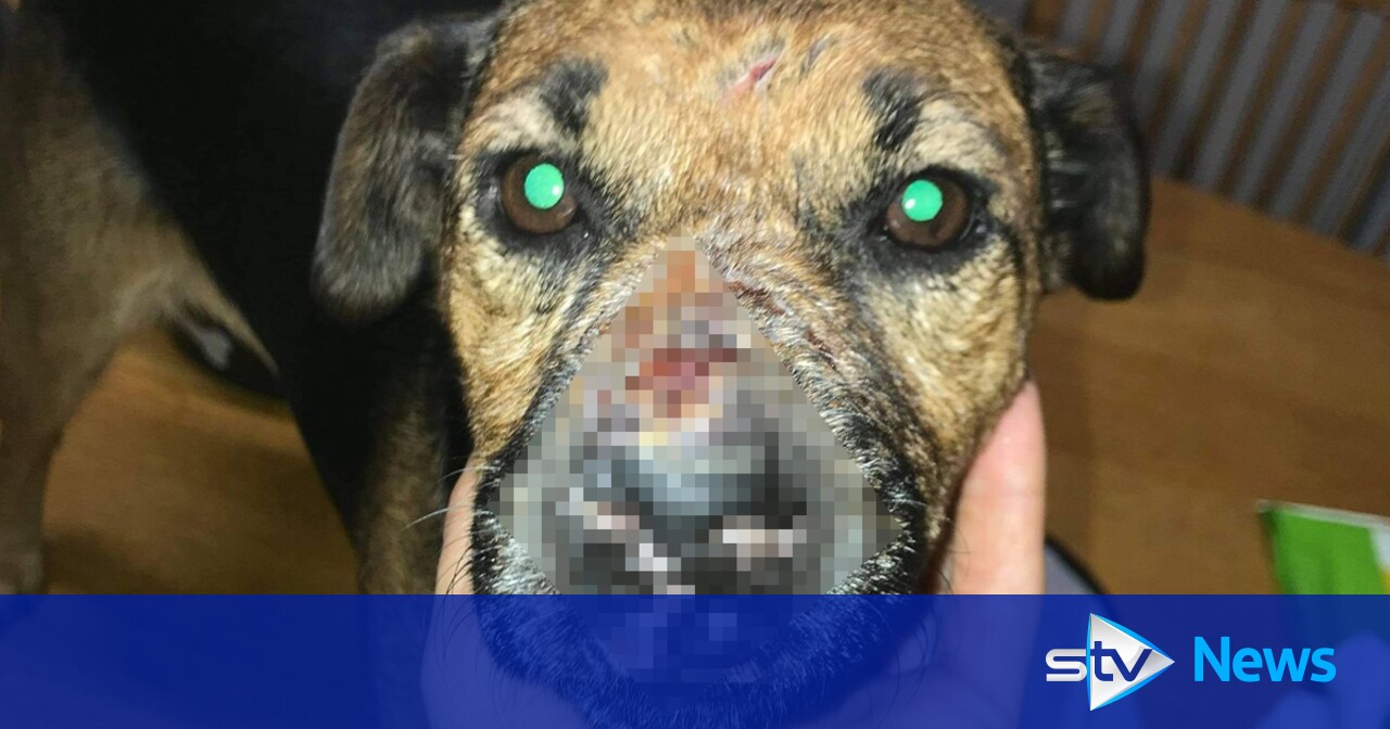 Callum Muir filmed pet dogs ripping foxes and badgers to pieces in East ...