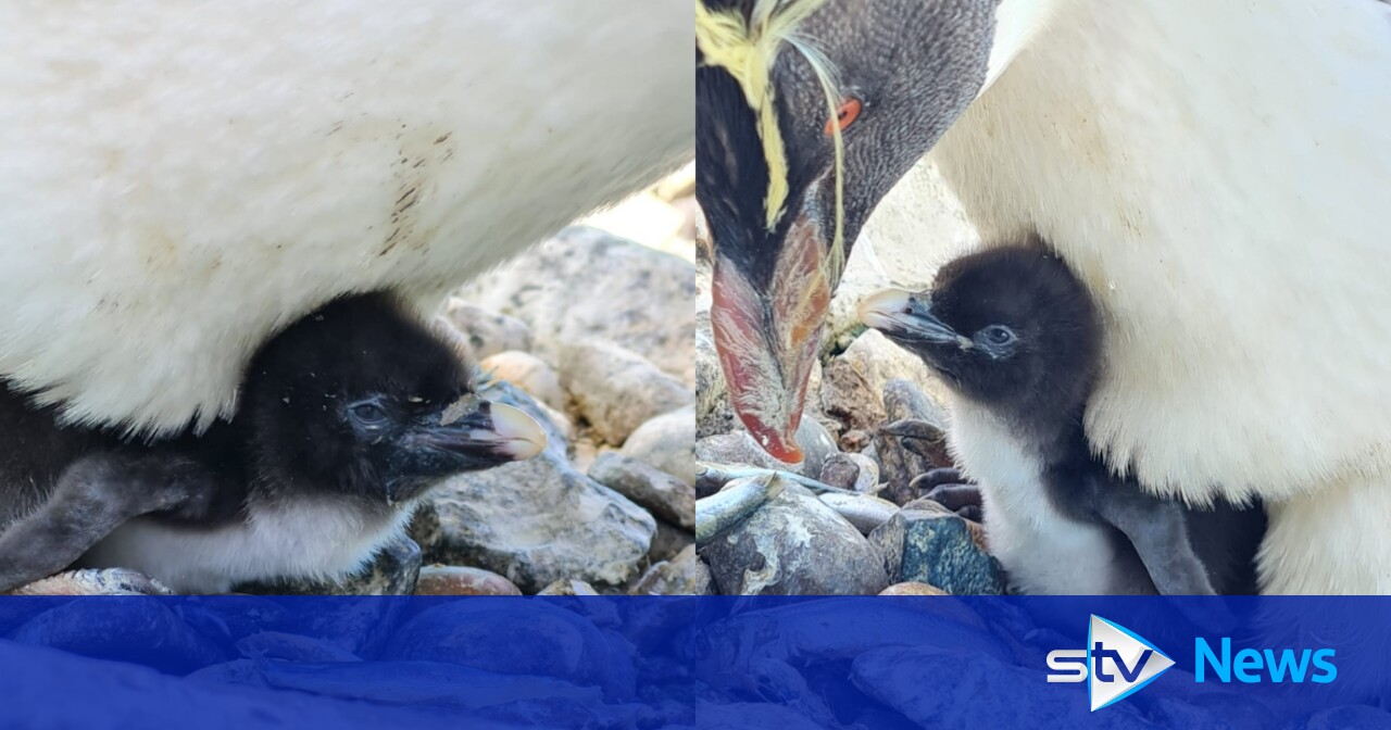 Endangered Northern rockhopper penguin chicks born at Edinburgh Zoo | STV News