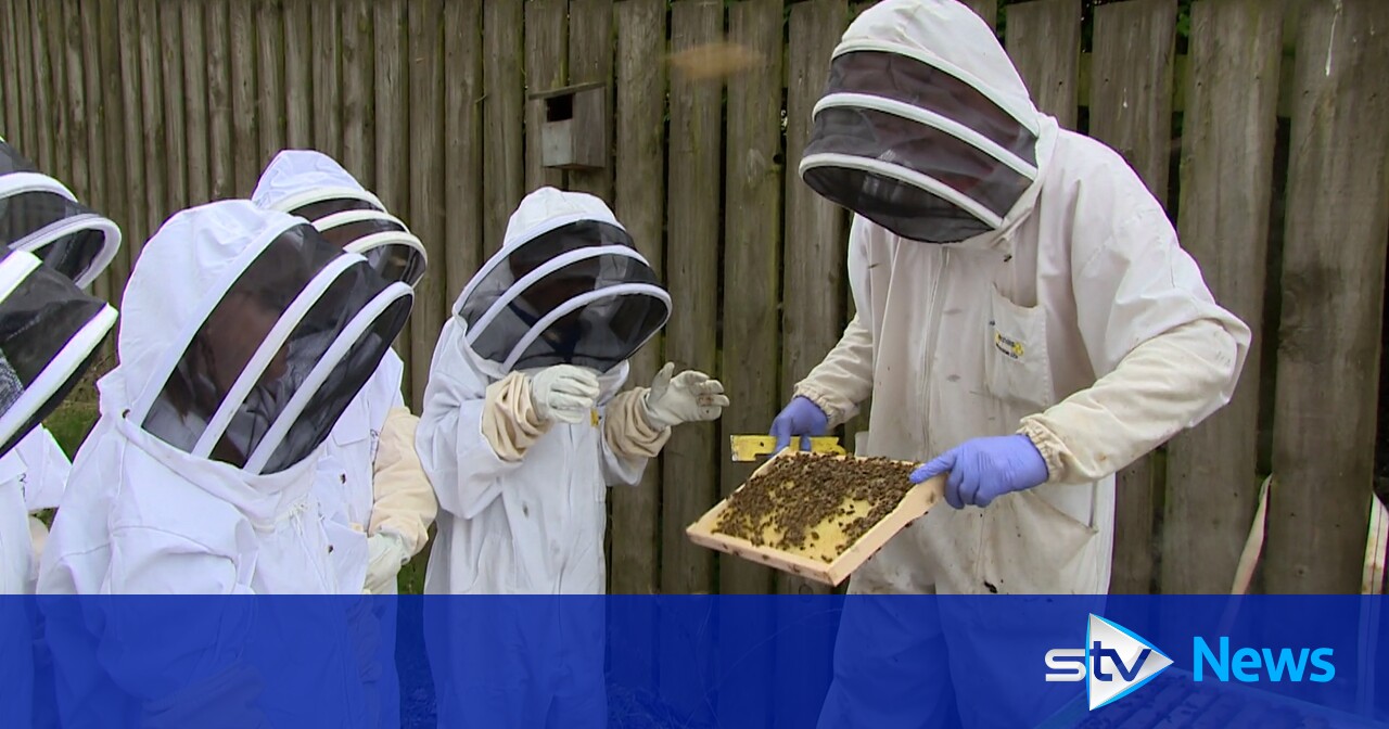 St Paul's Primary pupils look after hive of 20,000 bees in school ...