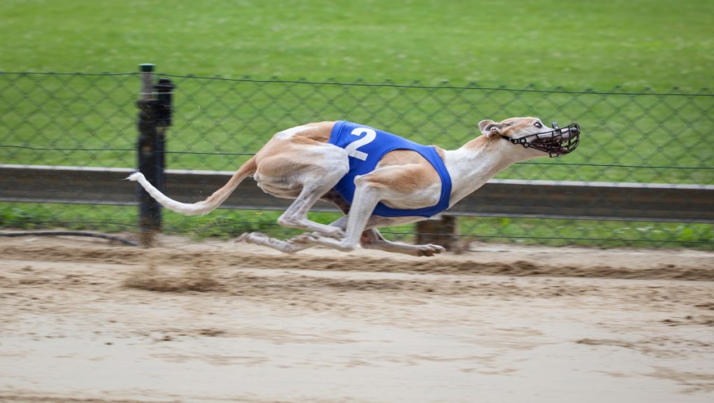 End of greyhound racing 'in sight' amid calls to close last operating ...