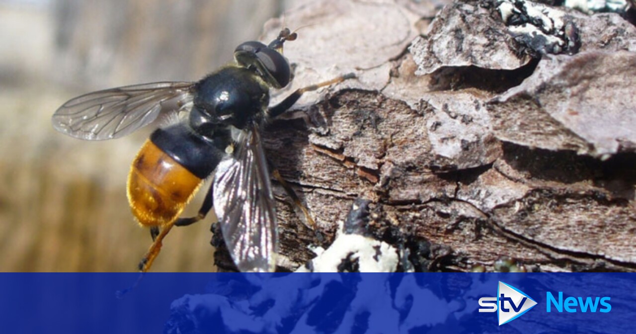 Critically endangered pine hoverfly spotted for first time in almost ...