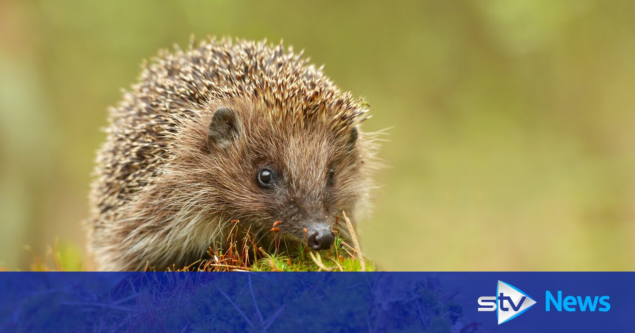 Scots urged to create 'hedgehog highways' to help struggling population ...