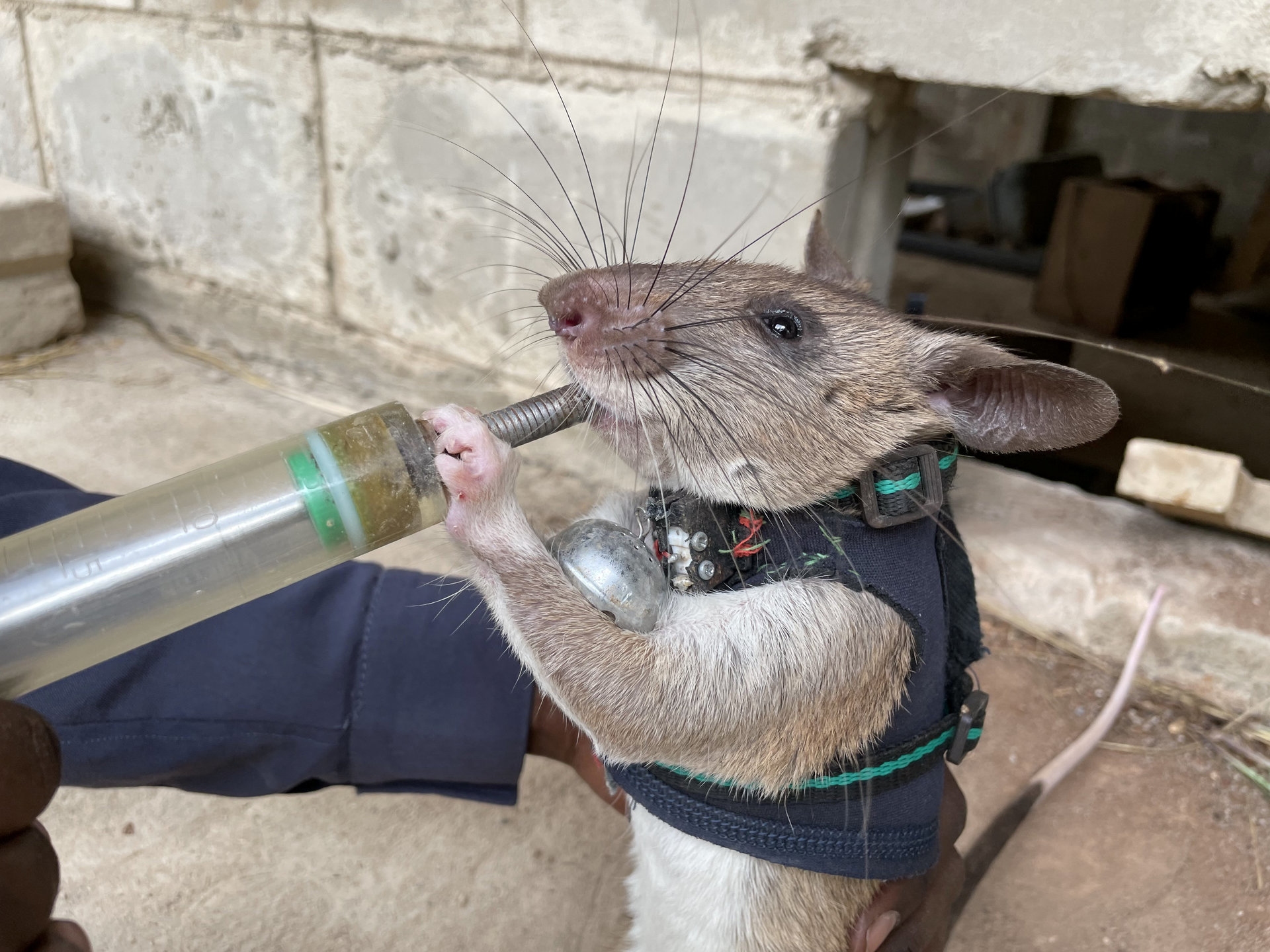 Glasgow scientist trains rats to go through earthquake debris wearing ...