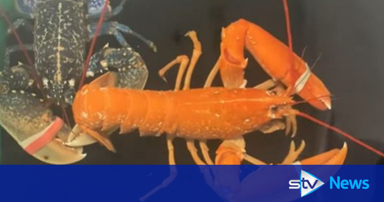 Fisherman catches 'one in 30 million' orange lobster off the coast of ...